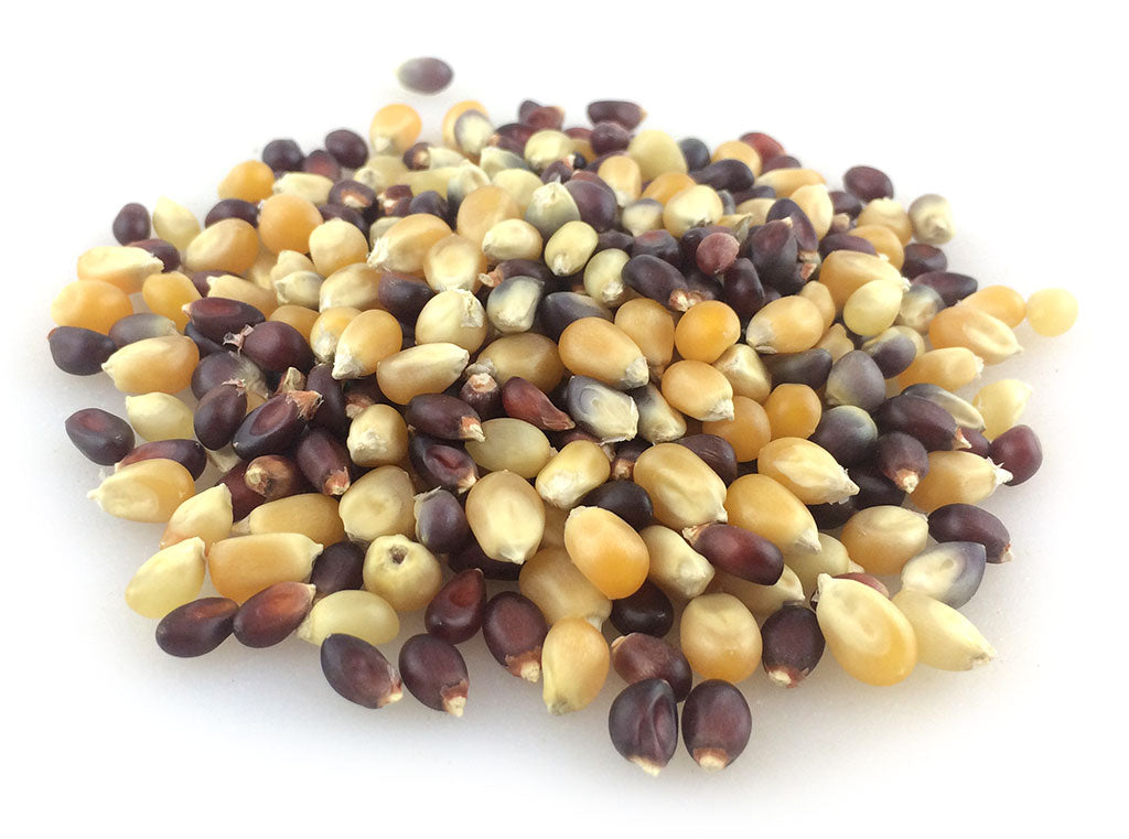 Popcorn, Multi-color, Organic, 1 lb.